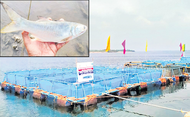 ఇండియన్‌ సాల్మన్‌.. సాగు సక్సెస్‌.. | Sea fish Indian salmon ...