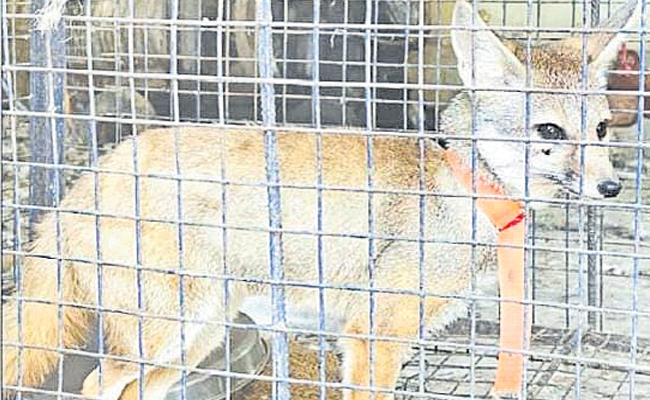 Police Caught Jackal, Man Arrest - Sakshi