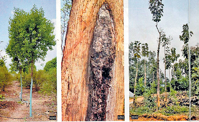 Sagubadi Problems With Pruning To Sri Gandham Trees Dos And Donts ...