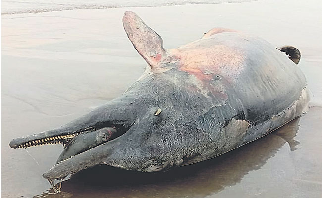 Dolphin carcass found at Pedda Gollapalem Beach in Kruthivennu - Sakshi