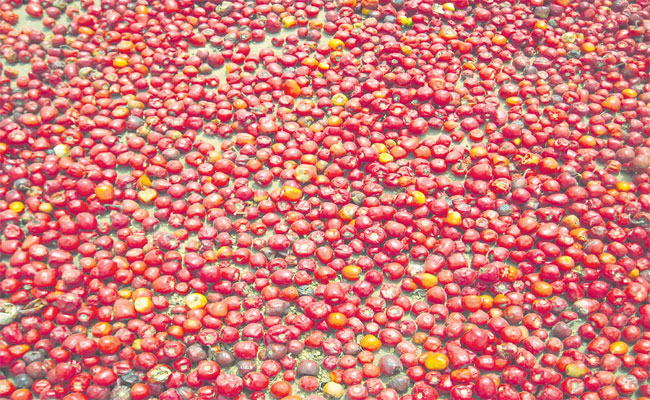 Huge demand for Gollaprolu dwarf mirchi in Kakinada - Sakshi