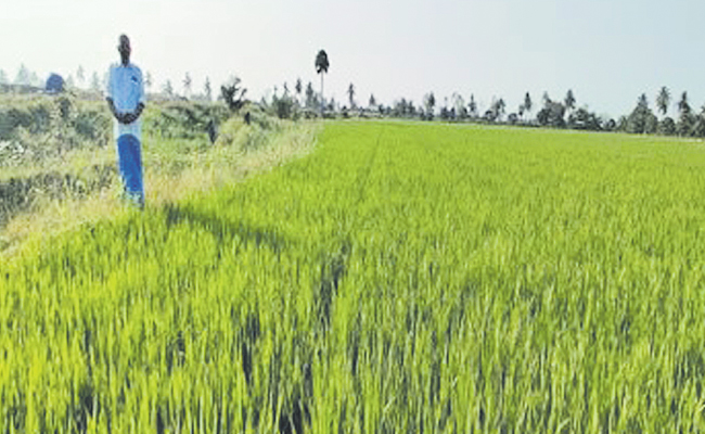 చౌడు నేలలకు సరైన వరి | High yielding MCM-103 fine rice variety has been ...