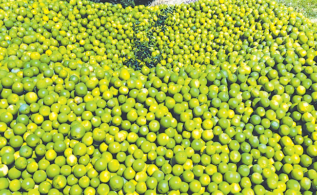 బత్తాయి..భలే భలే.. | Mosambi fruits have a good demand in northern ...