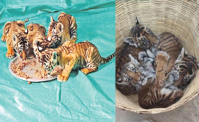 Tiger cubs in Nandyal: Search operation for mother Tiger failed - Sakshi