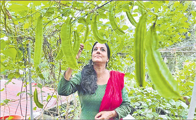 గ్రీన్‌ లైఫ్‌: అవును... మిద్దెలపై డబ్బులు కాస్తాయి!! | Rema Devi open ...