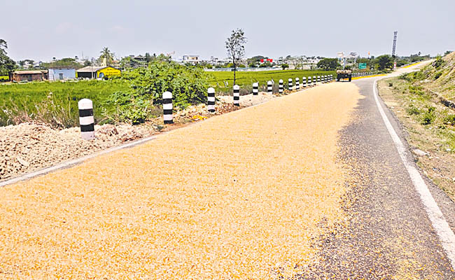 మక్కలు ఇంకెప్పుడు కొంటరు? | Markfed is waiting for the government's ...