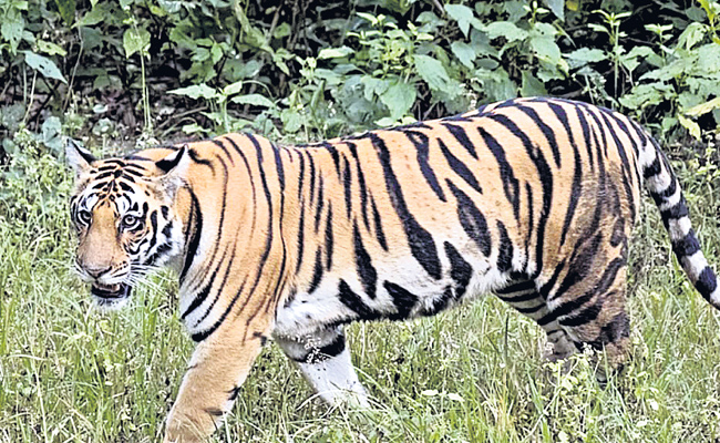 గజ గజా.. పులి పంజా | 163 People Killed By Tigers In Past Two Years | Sakshi