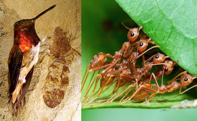 పిట్టంత పిపీలికం.. హమ్మింగ్‌ బర్డ్‌ సైజులో ఉండే చీమ శిలాజం గుర్తింపు ...