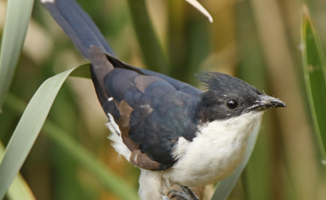 చాతక పక్షి స్వాతి చినుకులు మాత్రమే తాగుతుందా? సంతానోత్పత్తి కోసం ...