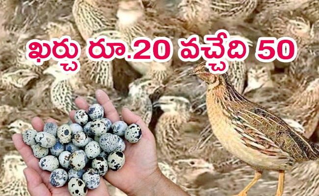 డిగ్రీ చదివి చిన్నచిన్న ఉద్యోగాలు.. కౌజు పిట్టల పెంపకంతో లాభాలు | Craze ...