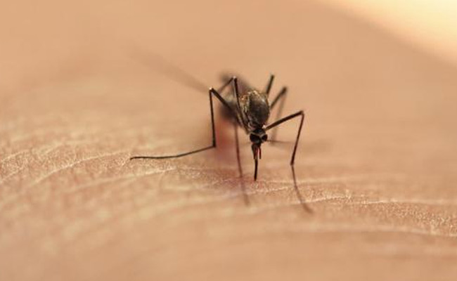 Killing all the mosquitoes in the world effects on humans - Sakshi