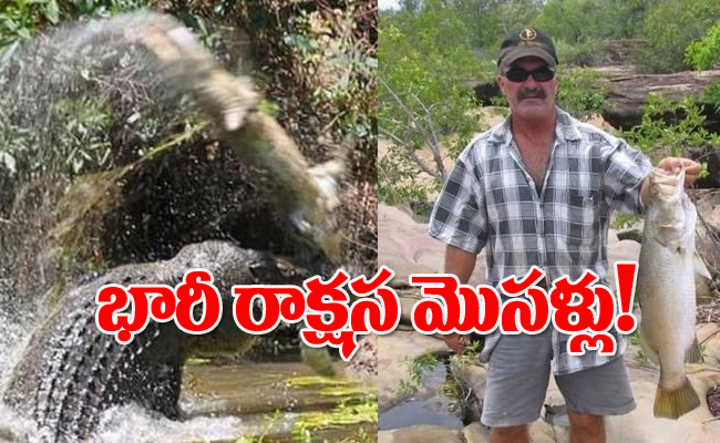 Missing Australian Fisherman's Body Found Inside Crocodile: Viral News ...