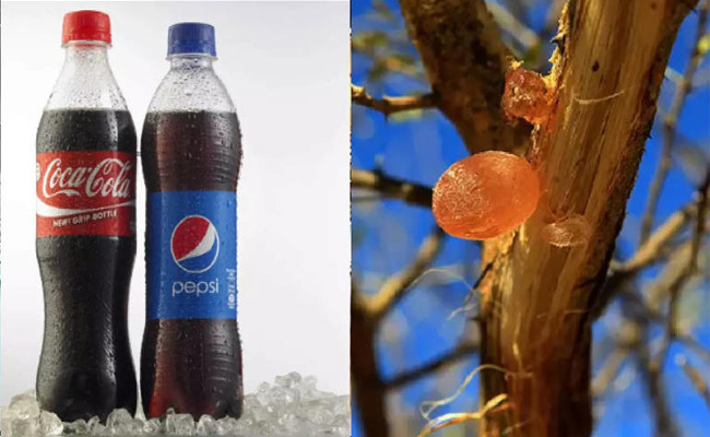 How Sudan War May Disrupt Pepsi And Coca-Cola Global Production - Sakshi