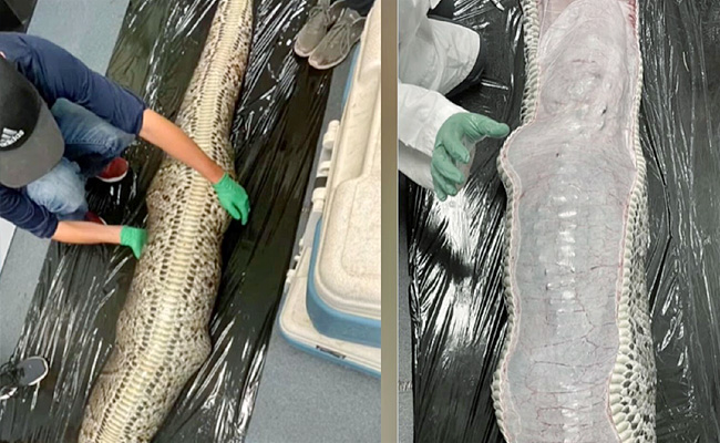 Viral Video: Python Swallows 5-Foot Alligator Could Not Digest Paid His ...