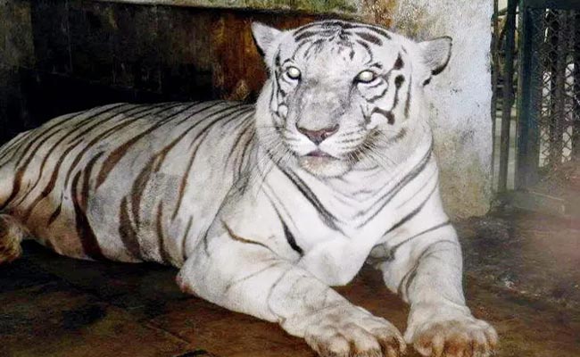 Visakhapatnam: 19-Year-Old White Tiger Dies At Indira Gandhi Zoological ...
