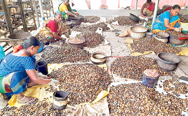 భారీగా తగ్గిన ‘జీడి పప్పు’ ధర.. కారణం ఇదే.. | Cashew Price Has Fallen ...