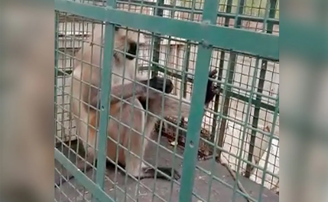 Monkey Carrying Reward Rs 21000 Bounty Caught After 20 Attacks MP - Sakshi