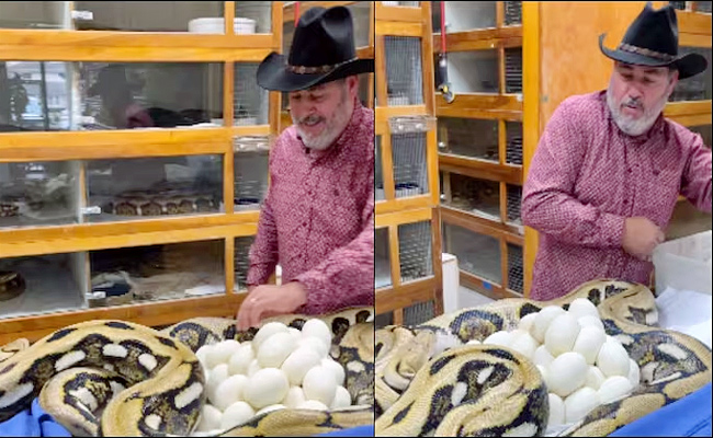 Massive Python Attacks Zookeeper For Trying To Take Her Eggs, Video Viral - Sakshi