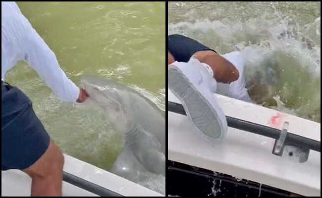 Viral Video: Shark Biting Man's Hand And Dragging Him Into The Water ...
