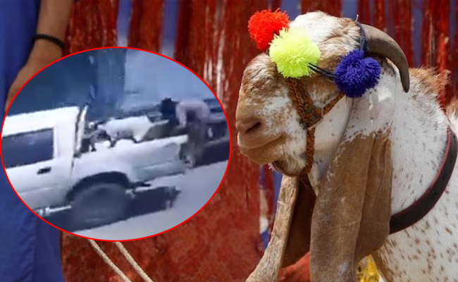 Pakistan Sees Rise In Stealing Sacrificial Animals Amid Bakrid 2023 ...