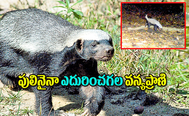 Honey Badger Is No Fear Animal In The World - Sakshi