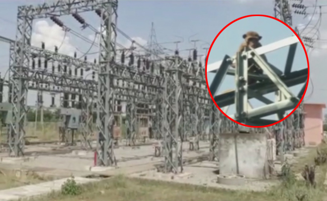 Monkey Shocked To Electricity Department In Jangaon District Karantola ...