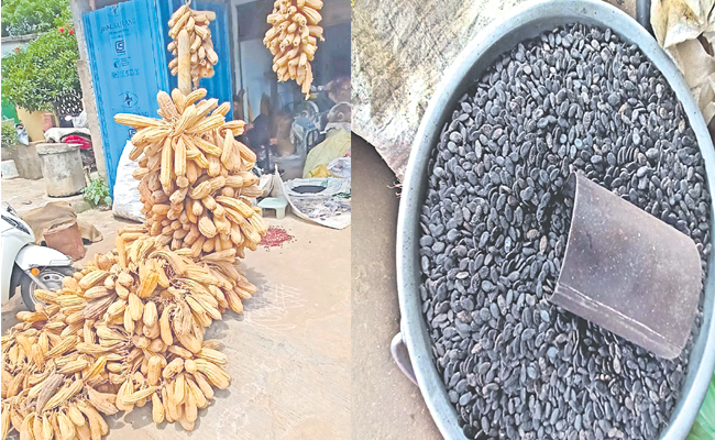 ఏడు తరాల ఏడాకుల బీర | More than 300 people are farmers in seed Ridge ...