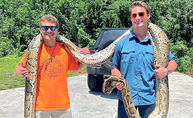 Longest Ever Burmese Python Caught In US, Watch Video - Sakshi