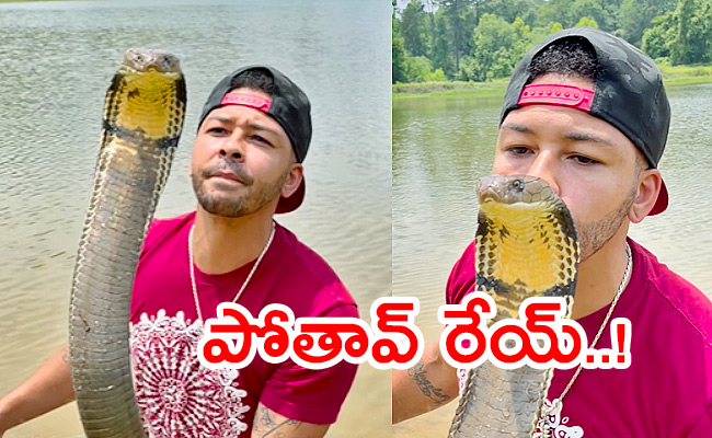 Fearless Man Kisses Massive King Cobra On Head Goes Viral - Sakshi