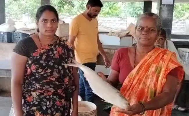 Pulasa Fish Season 2023 Begins In AP's Yanam, Sold For Record Price ...