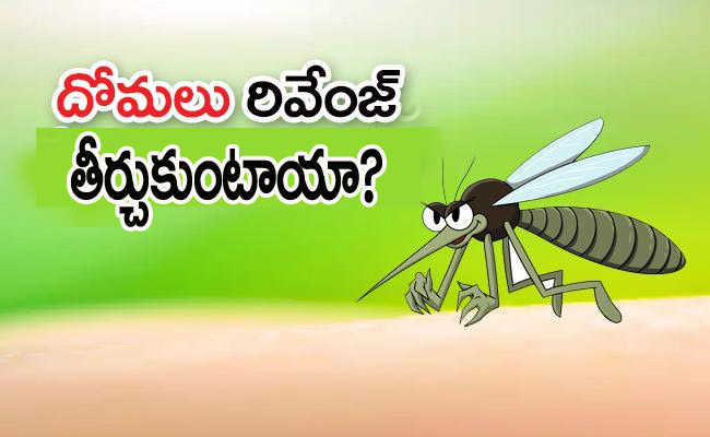 Do You Know Why Mosquitoes Bite Some People More Than Others? - Sakshi