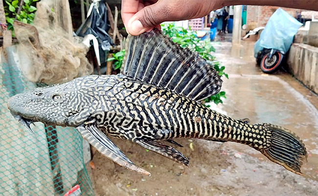 This Fish Is A Bit Different Compared To Normal Fish - Sakshi