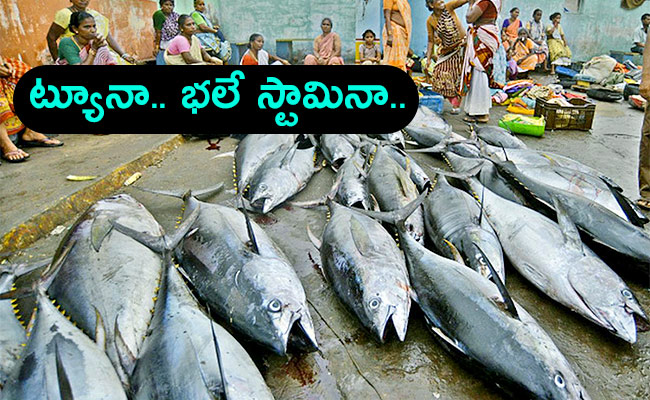 Full Demand For Tuna Fish In Many Countries, Know Its Health Benefits ...