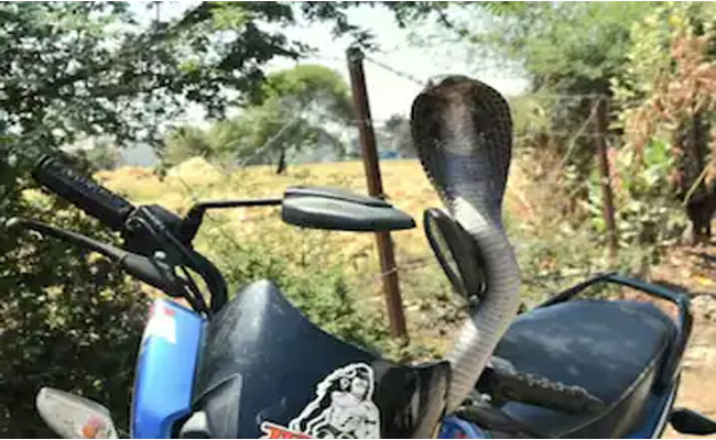 Biker Scared After Noticing Snake On His TVS Bike, Pic Goes Viral - Sakshi