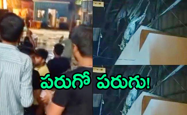 Leopard Enters Goregaon`S Film City During Marathi Serial Shoot - Sakshi