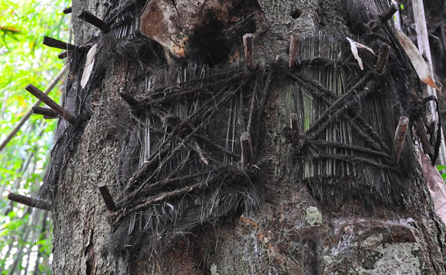 Weird Tradition In Indonesia: Know Reason Behind Why Dead Babies Buried ...