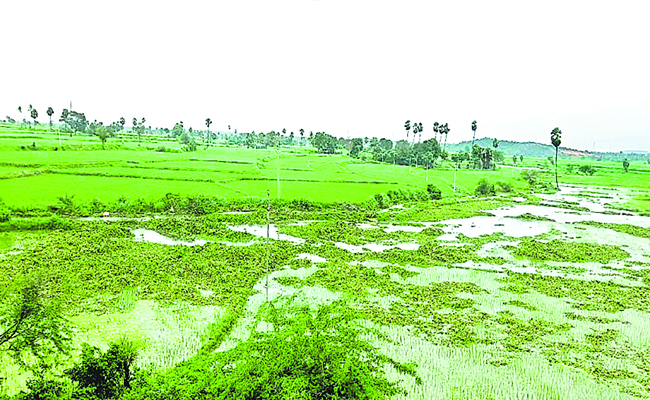 Monsoon Crops Were Flooded Due To Heavy Rains - Sakshi