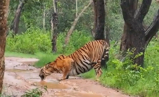 Tiger spotted sipping water from puddle during monsoon at Bandipur ...