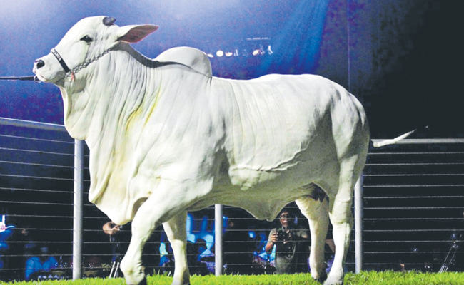 నెల్లూరు జాతి ఆవు @ రూ. 35 కోట్లు! | Nellore breed cow Rs 35 crores ...