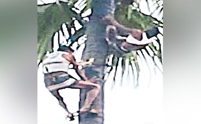 Man Saves Toddy Worker Who Stuck On His Palm Tree At Sircilla - Sakshi