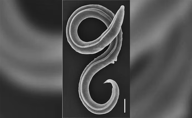 Scientists Revived 46000-Year-Old Worm From Siberian Permafrost - Sakshi