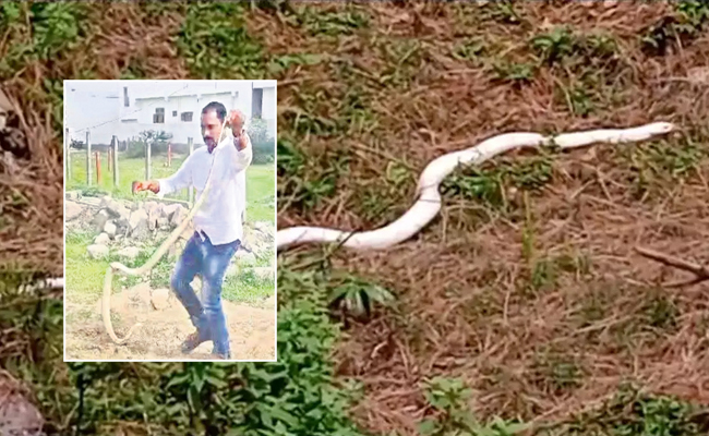 Swetha Naagu Snake in Wanaparthy District - Sakshi
