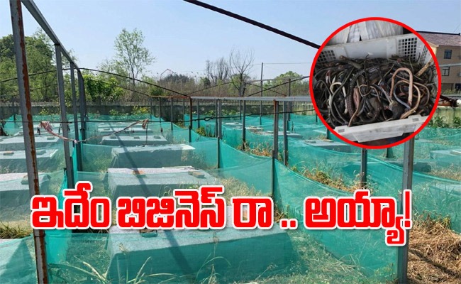పాముల పెంపకం.. కోట్లలో ఆదాయం - ఎక్కడో తెలుసా? | rs crore income for ...