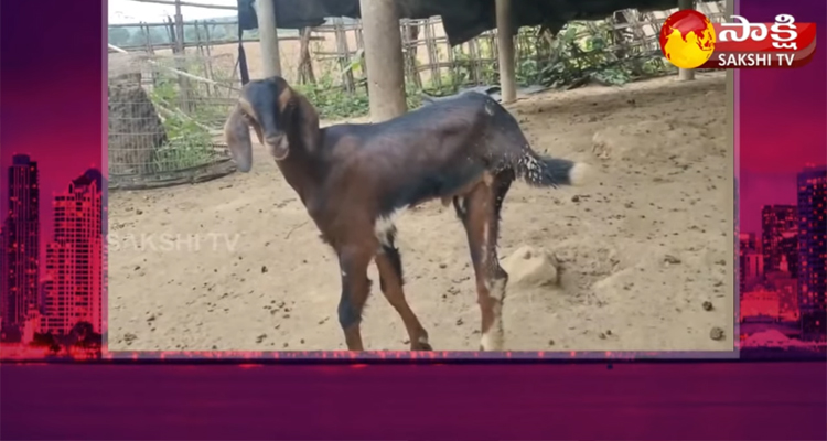 మూడు కాళ్ళ మేక | Garam Garam Varthalu Three Legged Goat | Sakshi