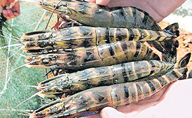 తల్లి రొయ్య ఇక లోకల్‌ | Mother Prawn is now local | Sakshi