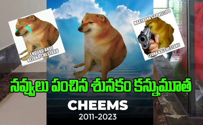 Viral Meme Dog Cheems Alias Chintu Dies, Internet Pour Tribute - Sakshi