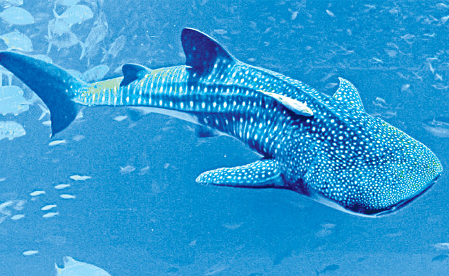 ఉనికి కోల్పోతున్న బొక్కు సొర చేప | Bokku Sora fish is the first in line ...