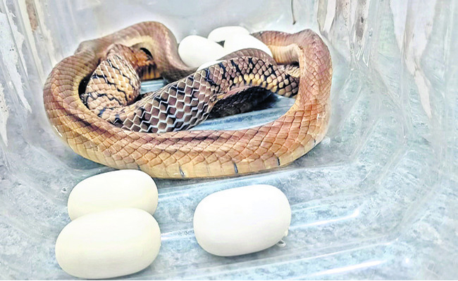 ప్రభుత్వ డిగ్రీ కళాశాలలో.. ఆడ జెర్రిపోతు! | - | Sakshi