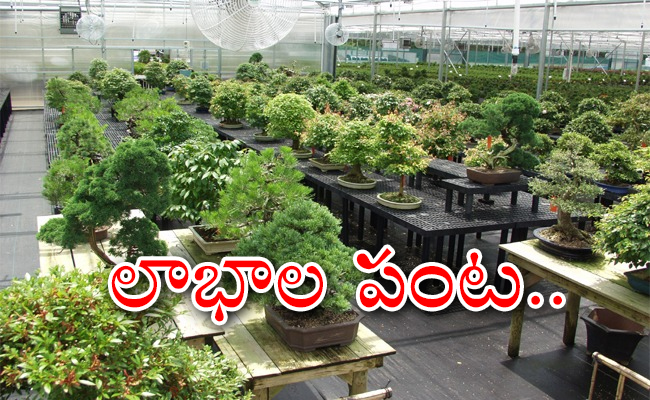 Bonsai Plantation Business Low Budget Earn More Money - Sakshi