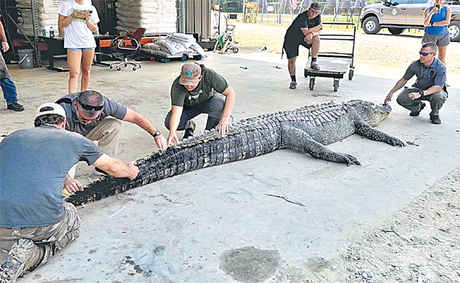 రాకాసి మొసలి | Mississippi Hunters Capture Longest Alligator In State ...